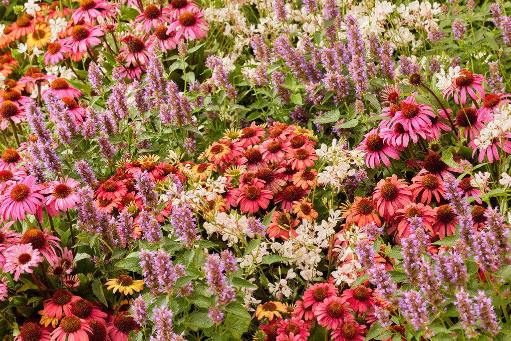 Vaste planten – Page 5 – Bulbs4you