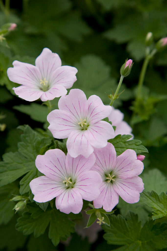 Geranium Dreamland – Bulbs4you